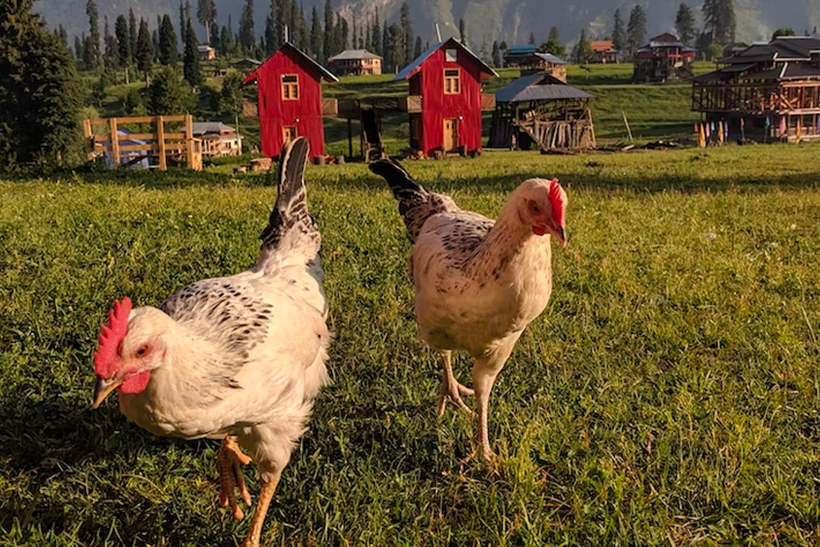 Fun Facts About Chickens! – The Chicken Bawks